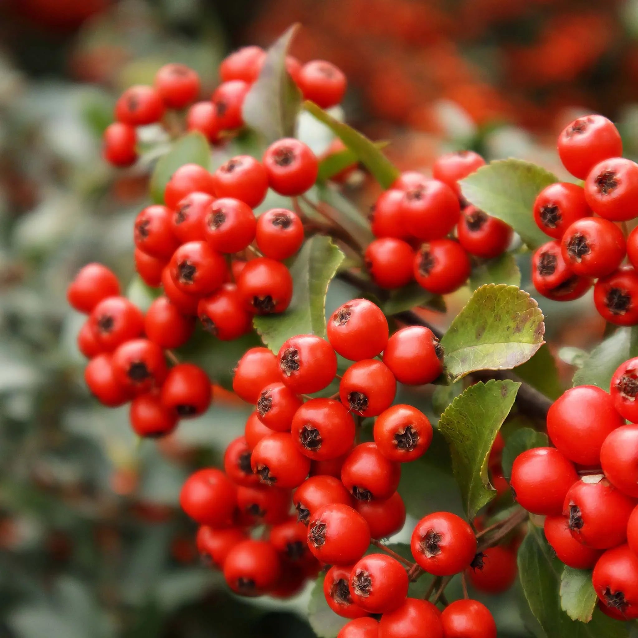 Feuerdorn Pyracantha Red Column