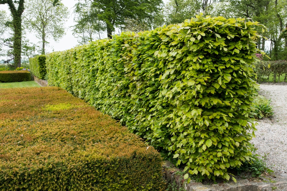 Buche als Hecke nutzen | Garmundo