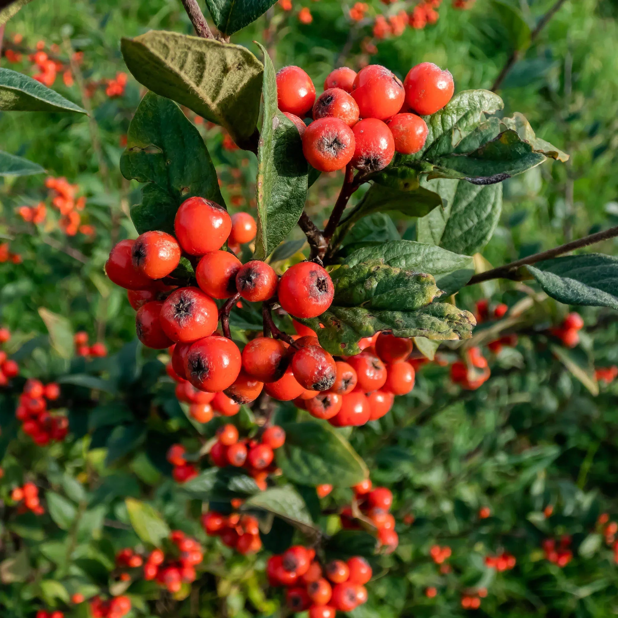 Franchets Zwergmispel (Cotoneaster franchetti) | Gartenpflanzen kaufen ...