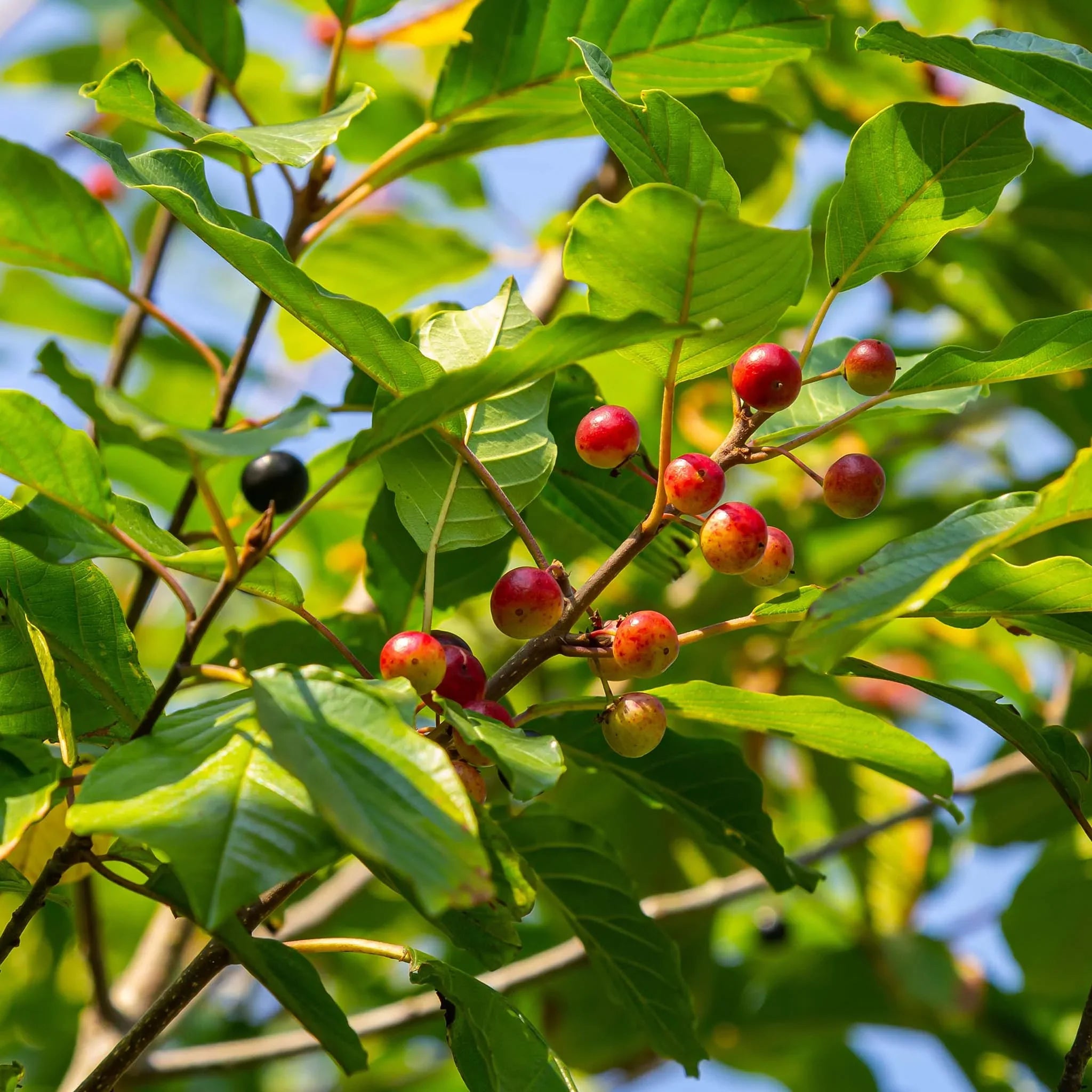 Faulbaum (Frangula albus) | Gartenpflanzen kaufen bei Garmundo.de