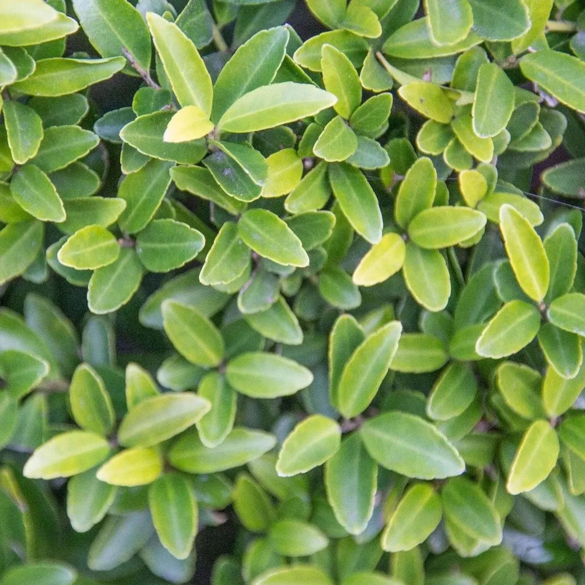 Japanische Stechpalme 'Green Hedge' (Ilex crenata) | Heckenpflanzen ...