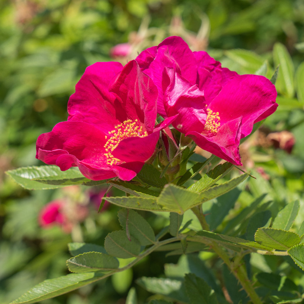 Kartoffel-Rose / Apfel-Rose (Rosa rugosa) | Gartenpflanzen kaufen bei ...