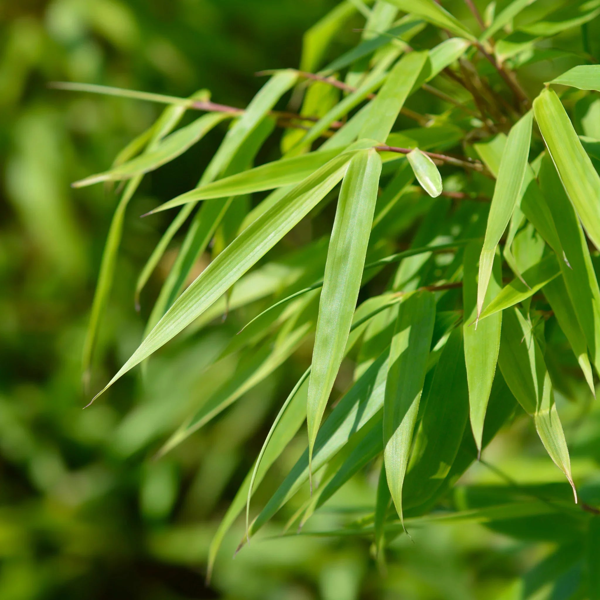 Bambus Rufa (Fargesia rufa) | Nichtinvasiver Bambus | Günstig bei ...