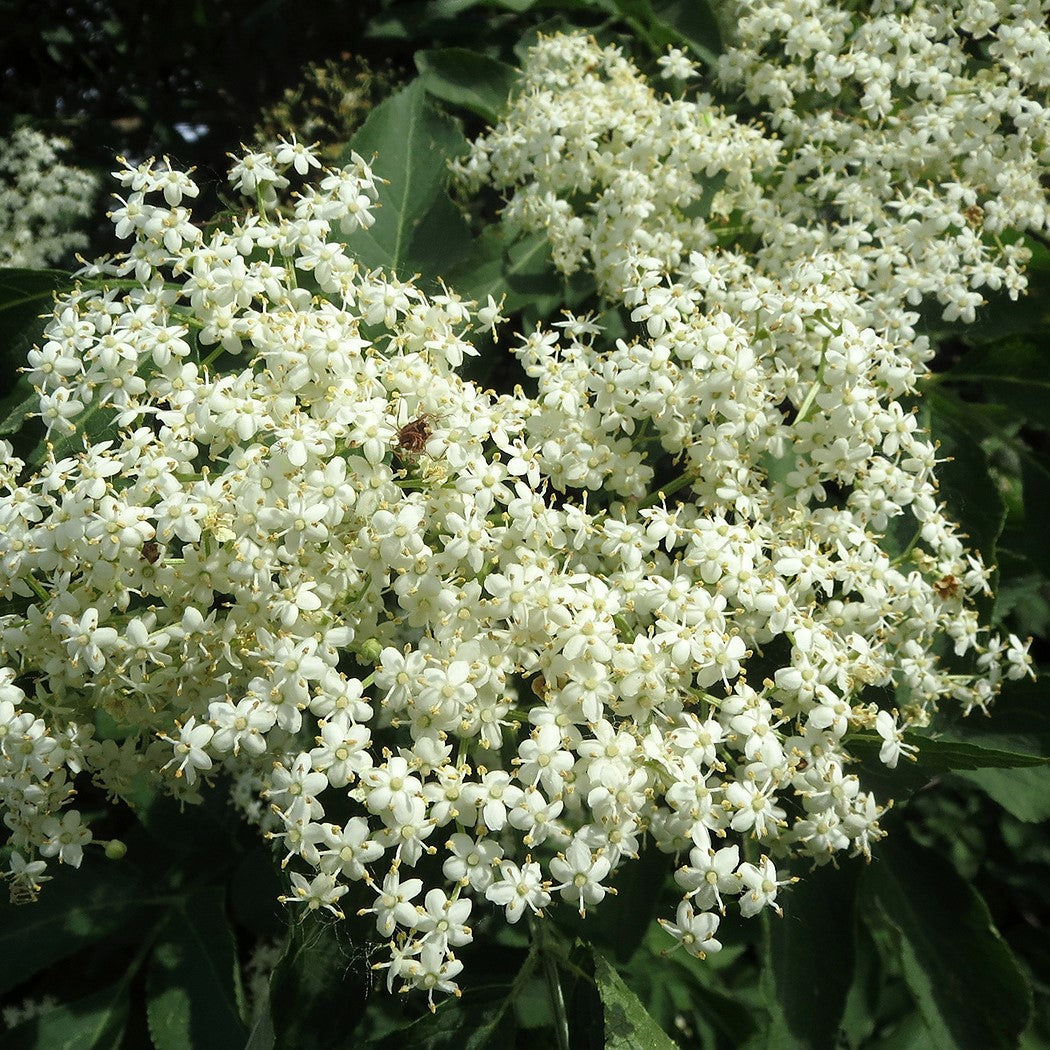 Schwarzer Holunder (Sambucus nigra) | Gartenpflanzen kaufen bei Garmundo.de