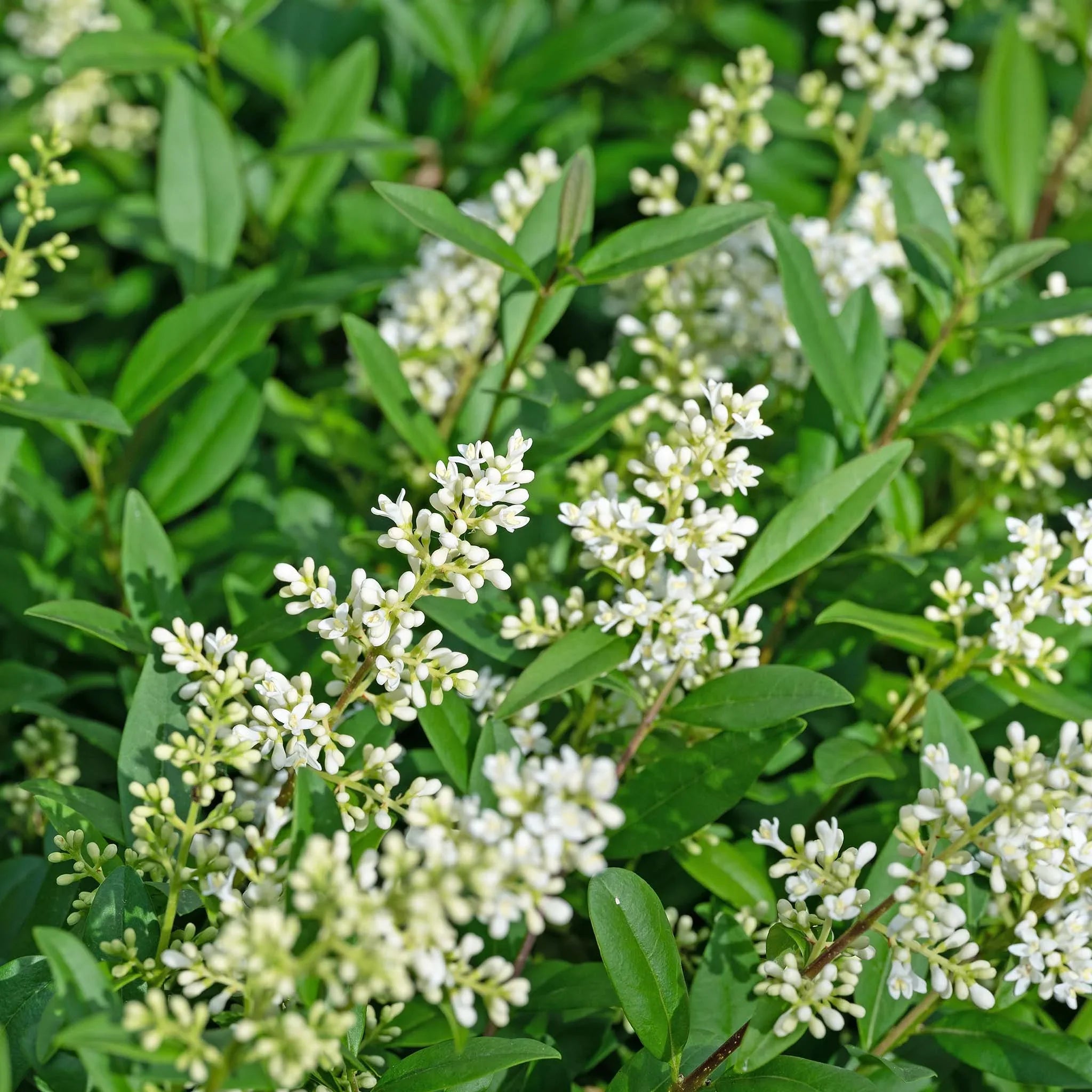 Gemeiner Liguster (Ligustrum vulgare) | Heckenpflanzen kaufen bei ...
